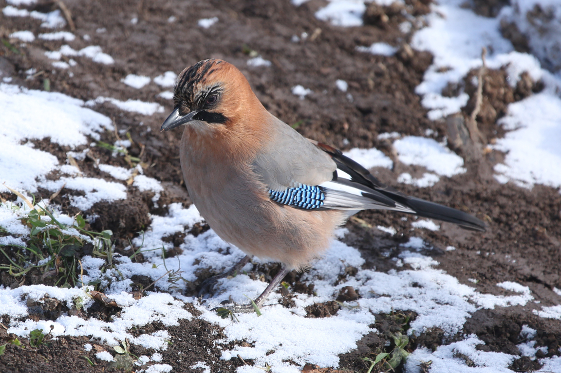 アオバト、ツグミ、ノハラツグミとZTF彗星(C/2022 E3) ・続報: Nature and FileMaker