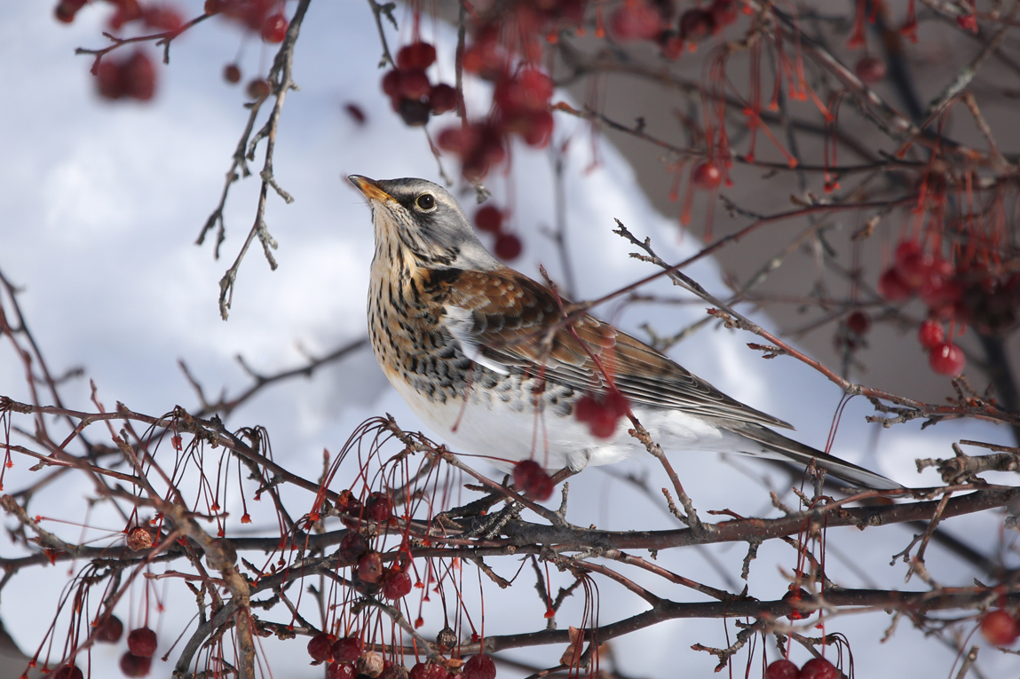アオバト、ツグミ、ノハラツグミとZTF彗星(C/2022 E3) ・続報: Nature and FileMaker